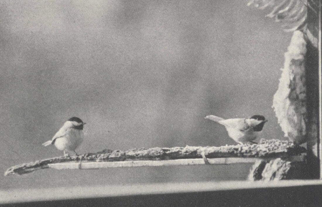 Shiras Planetarium holds wildlife photo contest | News, Sports, Jobs ...